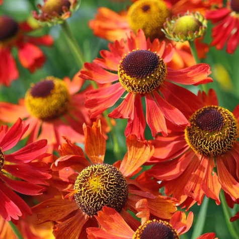 Dzielżany (Helenium) jesienne i ogrodowe - sadzonki dzielżanów ...
