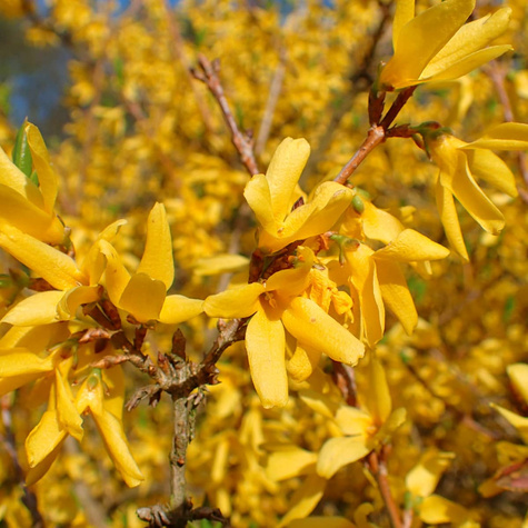 Forsycje pośrednie, zielone - sadzonki forsycji | Sadowniczy.pl