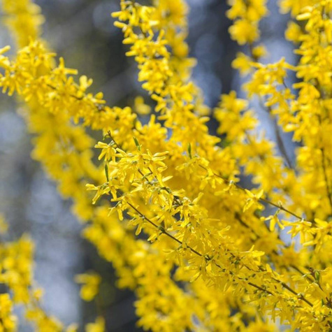 Forsycje pośrednie, zielone - sadzonki forsycji | Sadowniczy.pl
