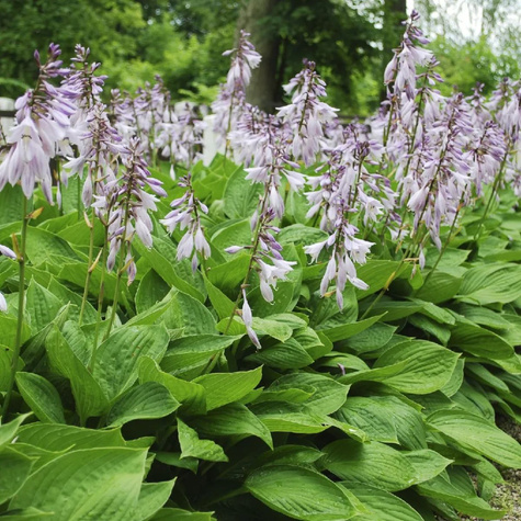 Funkie Hosty | Sadowniczy.pl