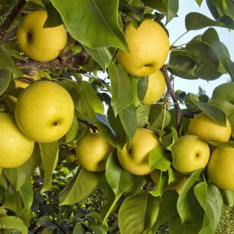 Grusze - sadzonki gruszy | Sadowniczy.pl