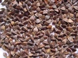 Gryka zwyczajna cena za 1 kg| Sadowniczy.pl