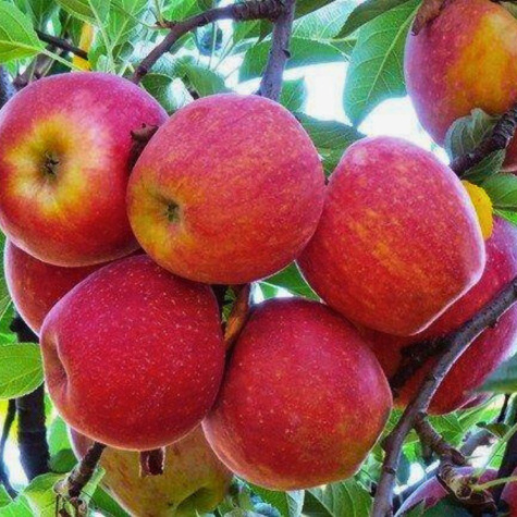 Sadzonki jabłoni, jabłonie | Sadowniczy.pl