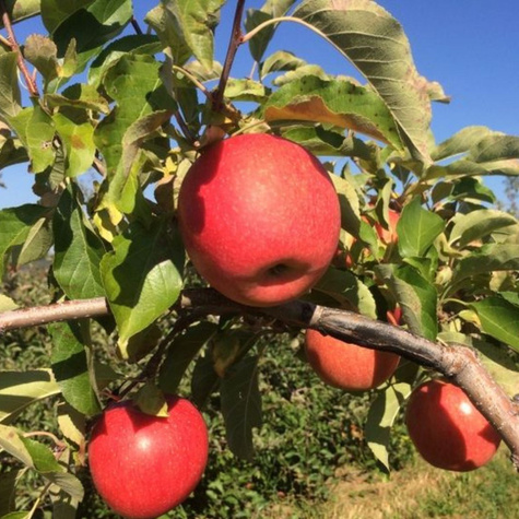 Drzewka samopylne | Sadowniczy.pl