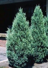 Jałowiec wirginijski Glauca Fastigiata| Sadowniczy.pl