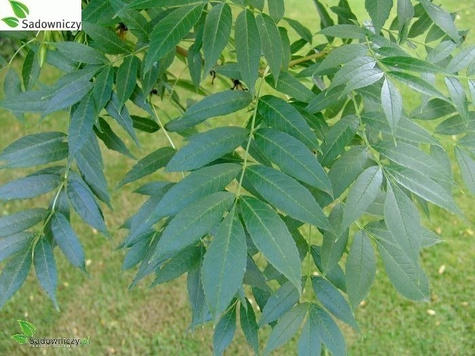 Jesion Wyniosły 12/14cm| Sadowniczy.pl