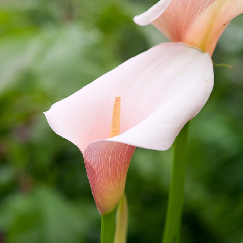 KALLA - zantedeschia - Captain Melrose - duży wybór