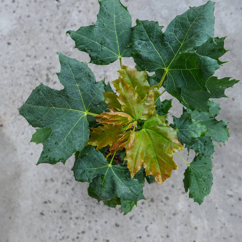 Klon pospolity Columnare Np| Sadowniczy.pl