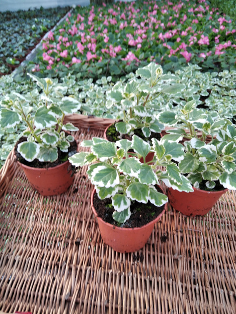 Komarzyca Komarowiec Porzelnica odstrasza mole i komary| Sadowniczy.pl