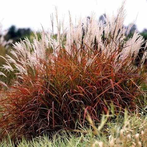 Miskant, miskanty | Sadowniczy.pl