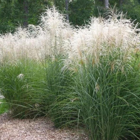 Miskant, miskanty | Sadowniczy.pl