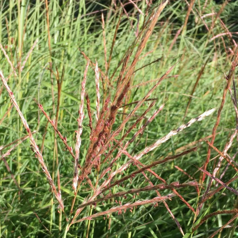 Miskant, miskanty | Sadowniczy.pl