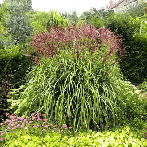 Miskant, miskanty | Sadowniczy.pl