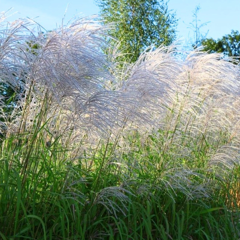 Miskant, miskanty | Sadowniczy.pl