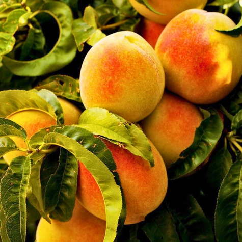 Morela Early Orange - Drzewko z Aromatycznymi Owocami