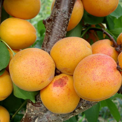 Sadzonki moreli | Sadowniczy.pl