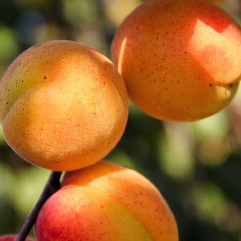 Sadzonki moreli - morele | Sadowniczy.pl