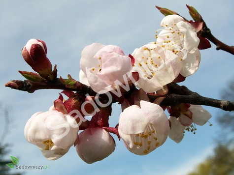 Sadzonki drzew owocowych | Sadowniczy.pl #2