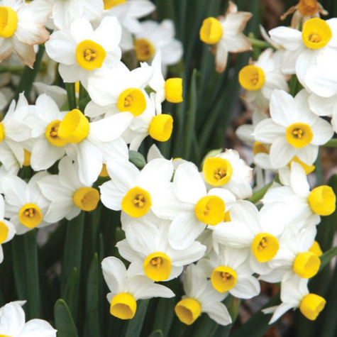 Narcyz botaniczny Canaliculatus| Sadowniczy.pl