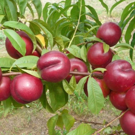 Nektaryna Harco - Najlepsza Odmiana do Twojego Ogrodu