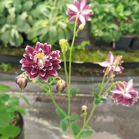 Orliki - byliny | Sadowniczy.pl