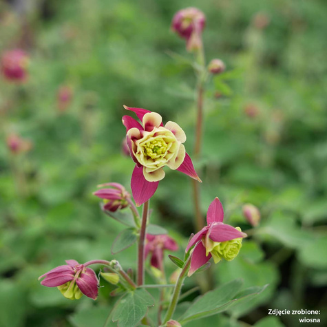 Orliki - byliny | Sadowniczy.pl