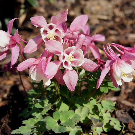 Orliki - byliny | Sadowniczy.pl