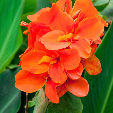 KANNA - canna karłowa Happy Cleo - paciorecznik - duży wybór