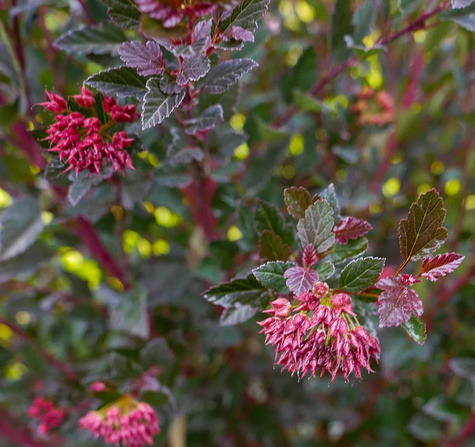 Bordowe rośliny w ogrodzie | Sadowniczy.pl