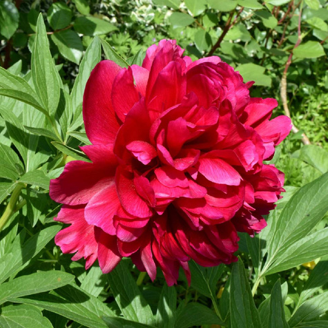 Piwonie bylinowe | Sadowniczy.pl