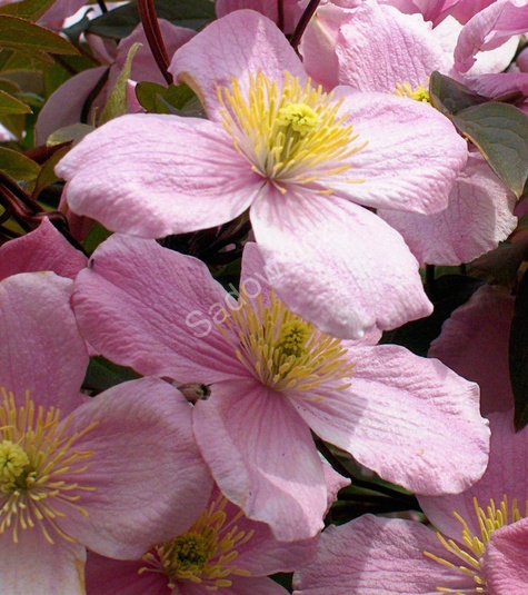 Powojnik Clematis botaniczny Montana Rubens| Sadowniczy.pl