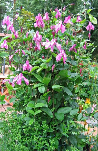 Powojnik Clematis bylinowy Alionushka | Sadowniczy.pl