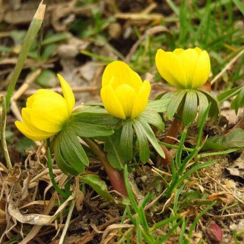 Rannik Cylicyjski| Sadowniczy.pl