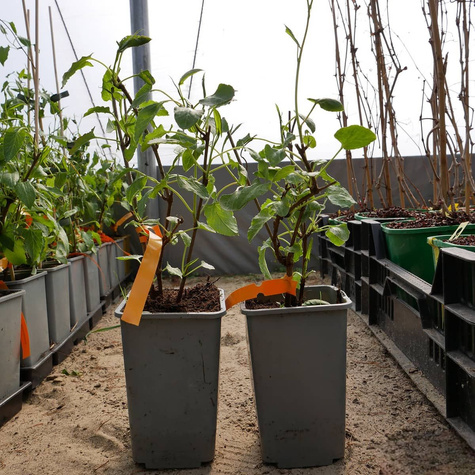 Rdest Auberta| Sadowniczy.pl