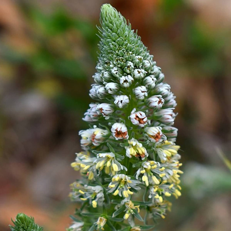 Rezeda wonna 2g | Sadowniczy.pl