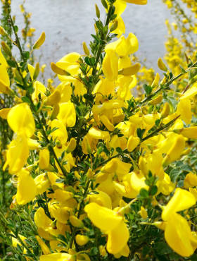 Szczodrzeńce żarnowce | Sadowniczy.pl