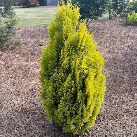 Tuja Thuja plicata Gold ZŁOTA| Sadowniczy.pl