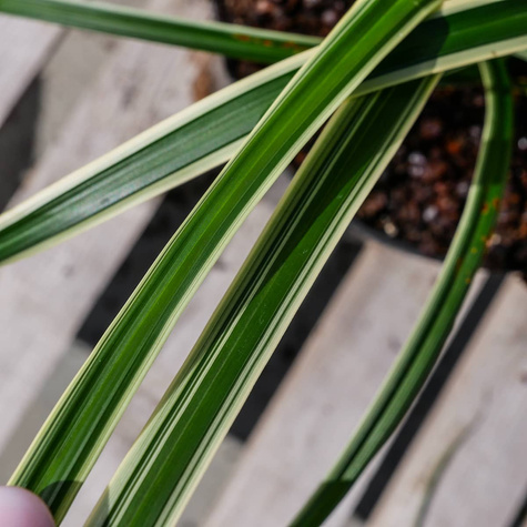 Turzyca | Sadowniczy.pl