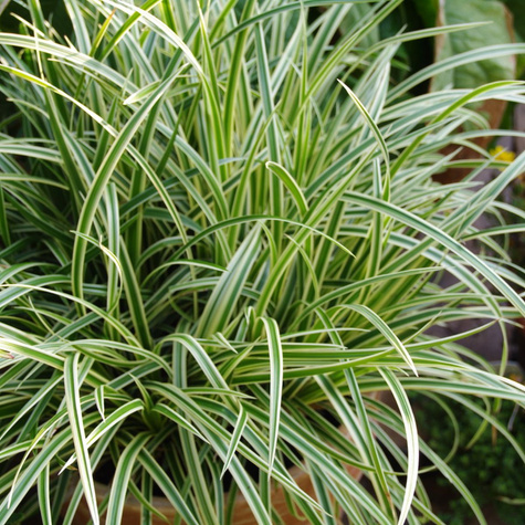 Trawy ozdobne | Sadowniczy.pl #3