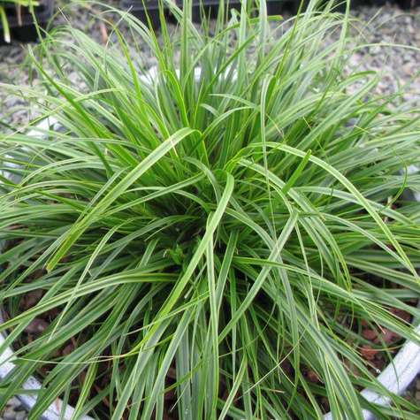 Turzyca | Sadowniczy.pl