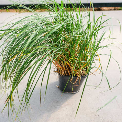 Turzyca | Sadowniczy.pl