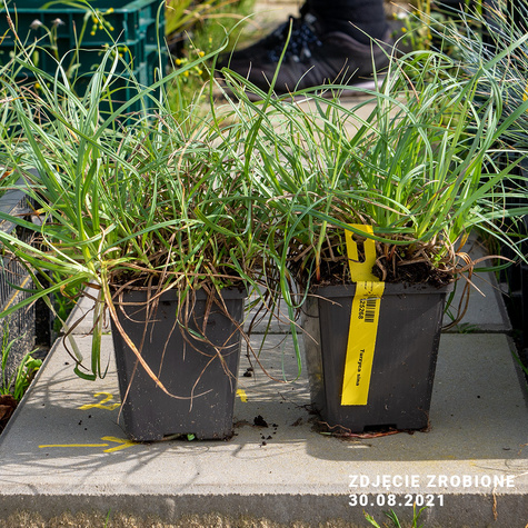 Turzyca sina | Sadowniczy.pl