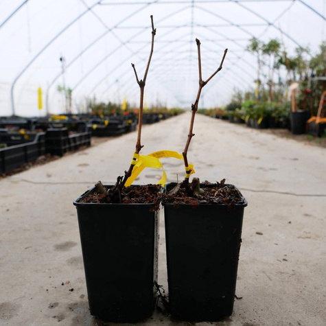 Winorośl winogrona Solaris| Sadowniczy.pl