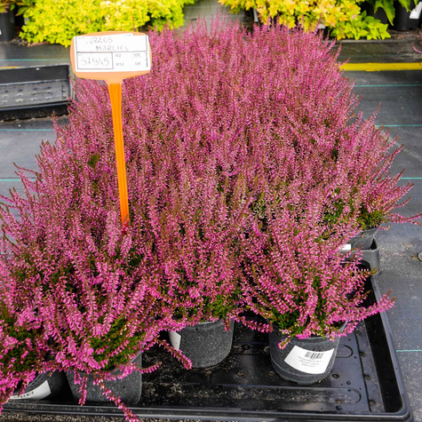 Wrzosy i Wrzośce | Sadowniczy.pl