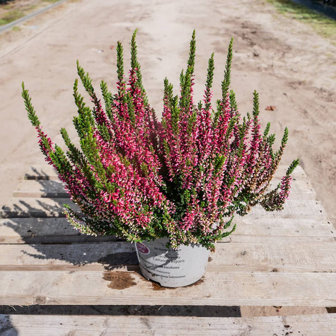 Wrzosy i Wrzośce | Sadowniczy.pl