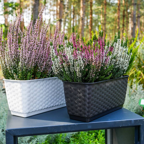 Wrzosy i Wrzośce | Sadowniczy.pl